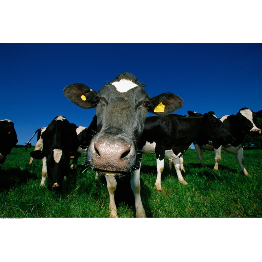 RFID Custom Cow Ear Tags for Cow and Cattle Identification