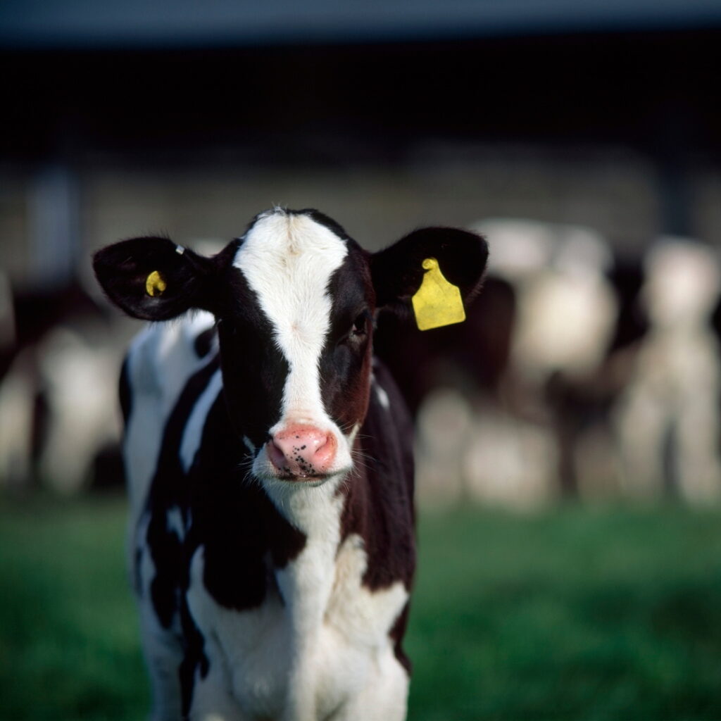 UHF RFID Cattle Ear Tags for Livestock Management